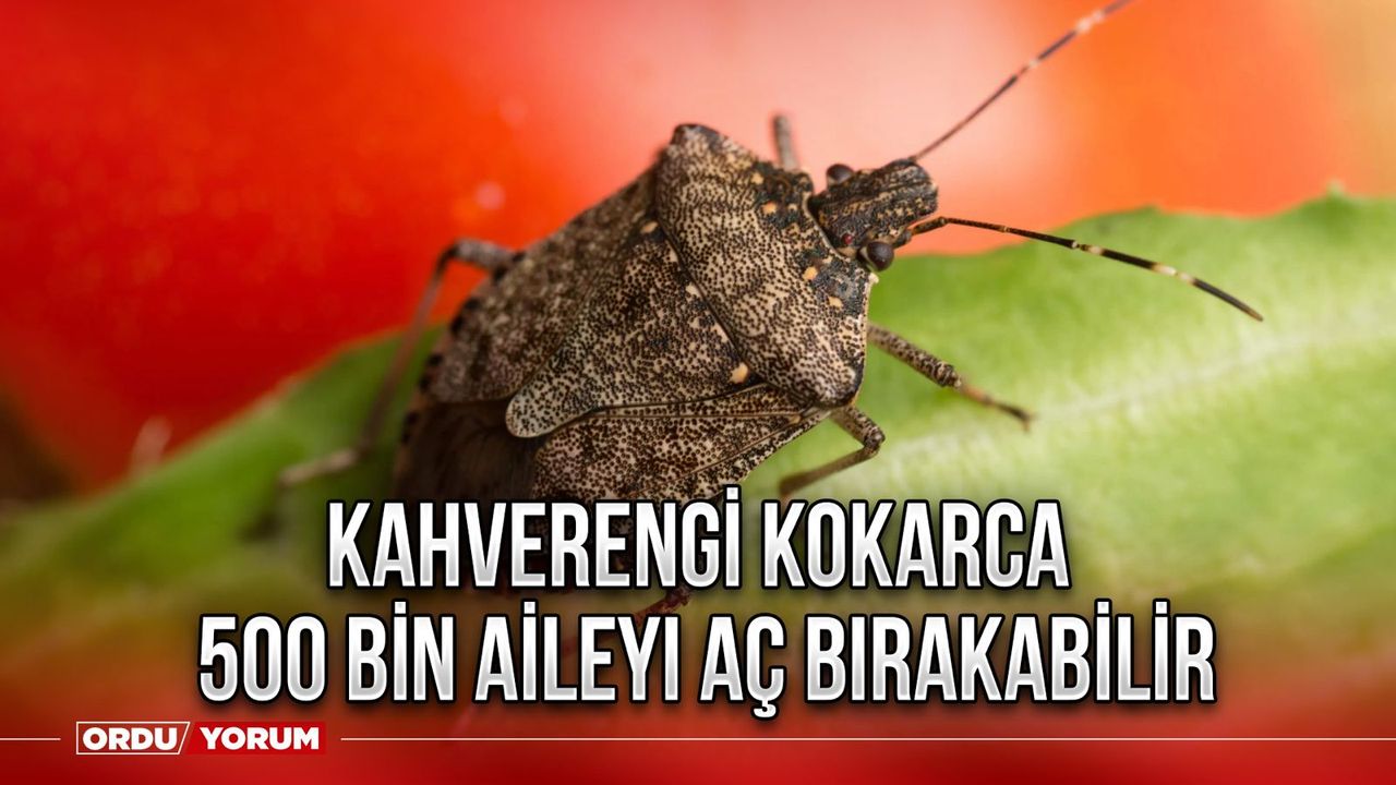 Kahverengi Kokarca 500 bin aileyi aç bırakabilir - Ordu Yorum