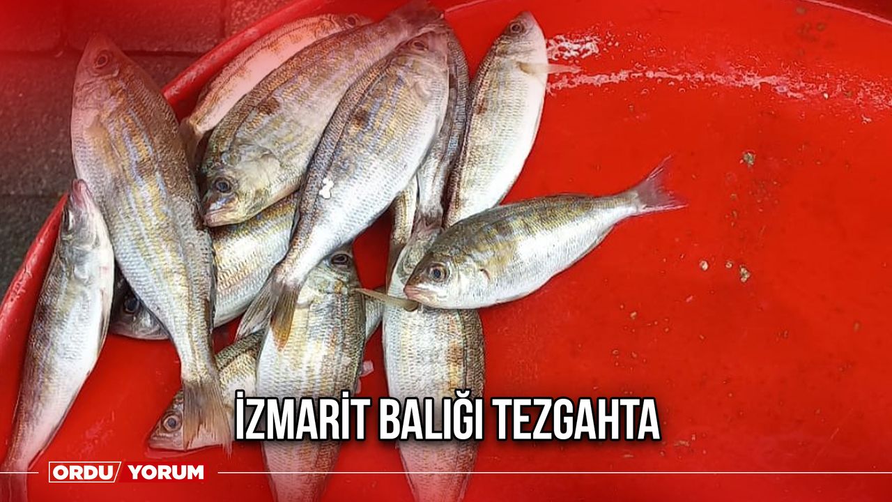 İzmarit Balığı Tezgahta - Ordu Yorum