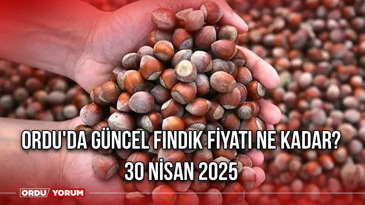 Ordu'da güncel fındık fiyatı ne kadar? 30 Nisan 2025 - Ordu Yorum