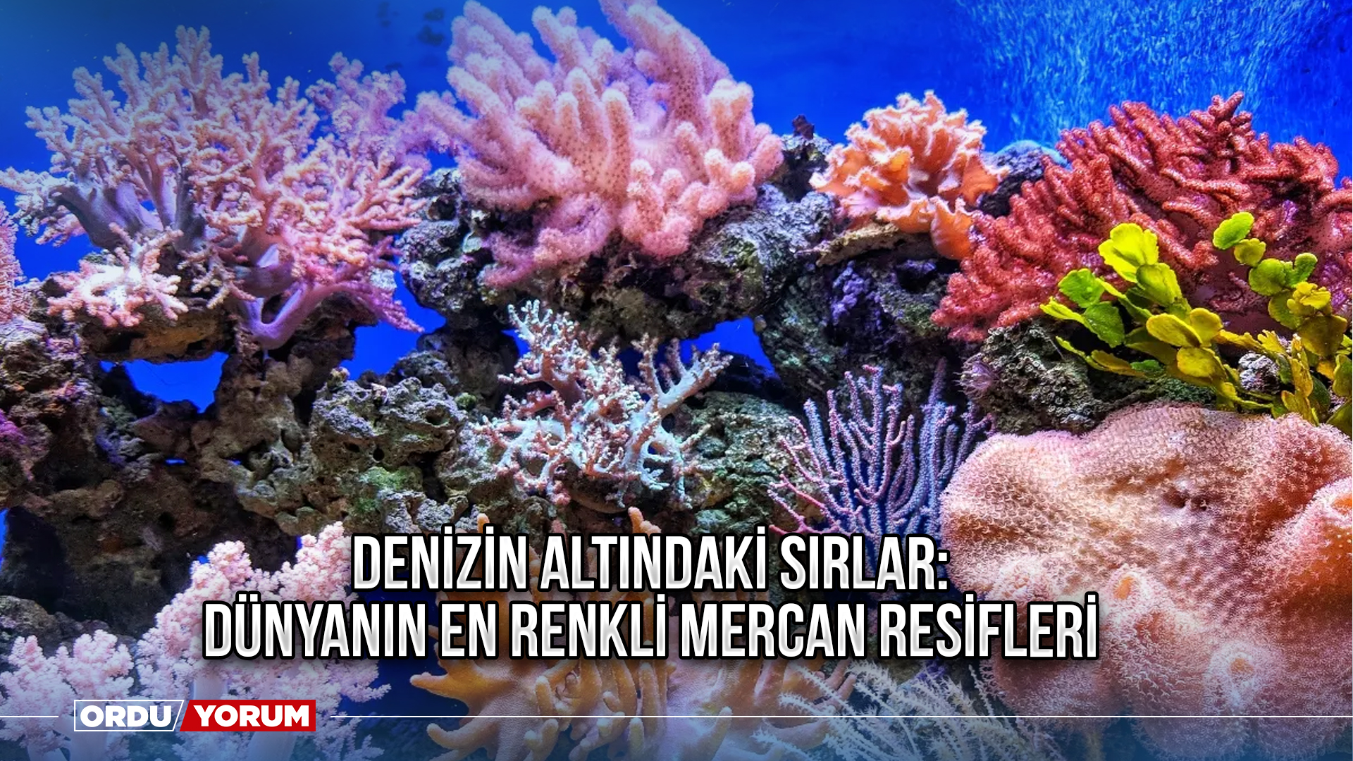 Denizin Altındaki Sırlar: Dünyanın En Renkli Mercan Resifleri