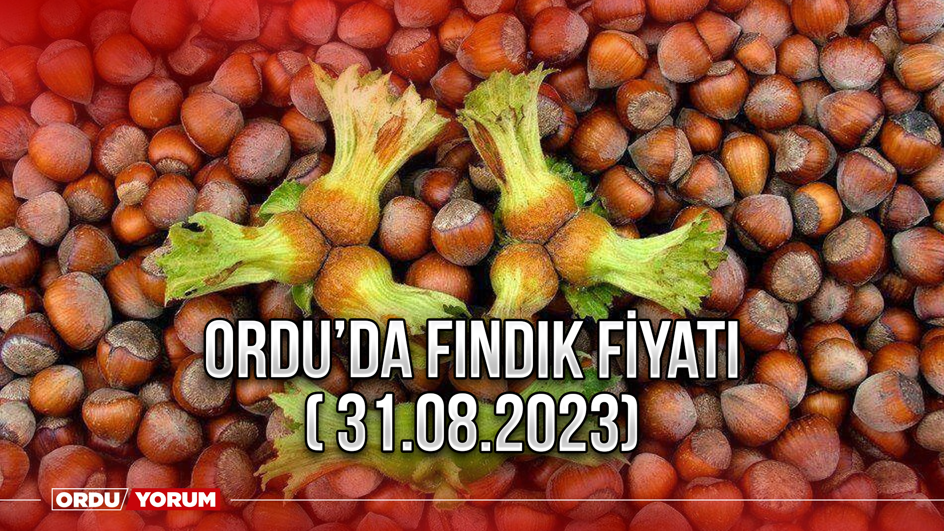 Ordu'da Fındık Fiyatı (31.08.2023) - Ordu Yorum
