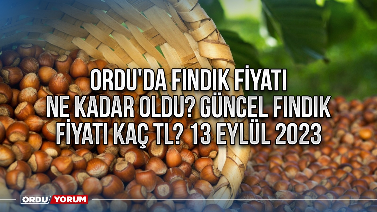 Ordu'da fındık fiyatı ne kadar oldu? Güncel fındık fiyatı kaç TL? 13 ...