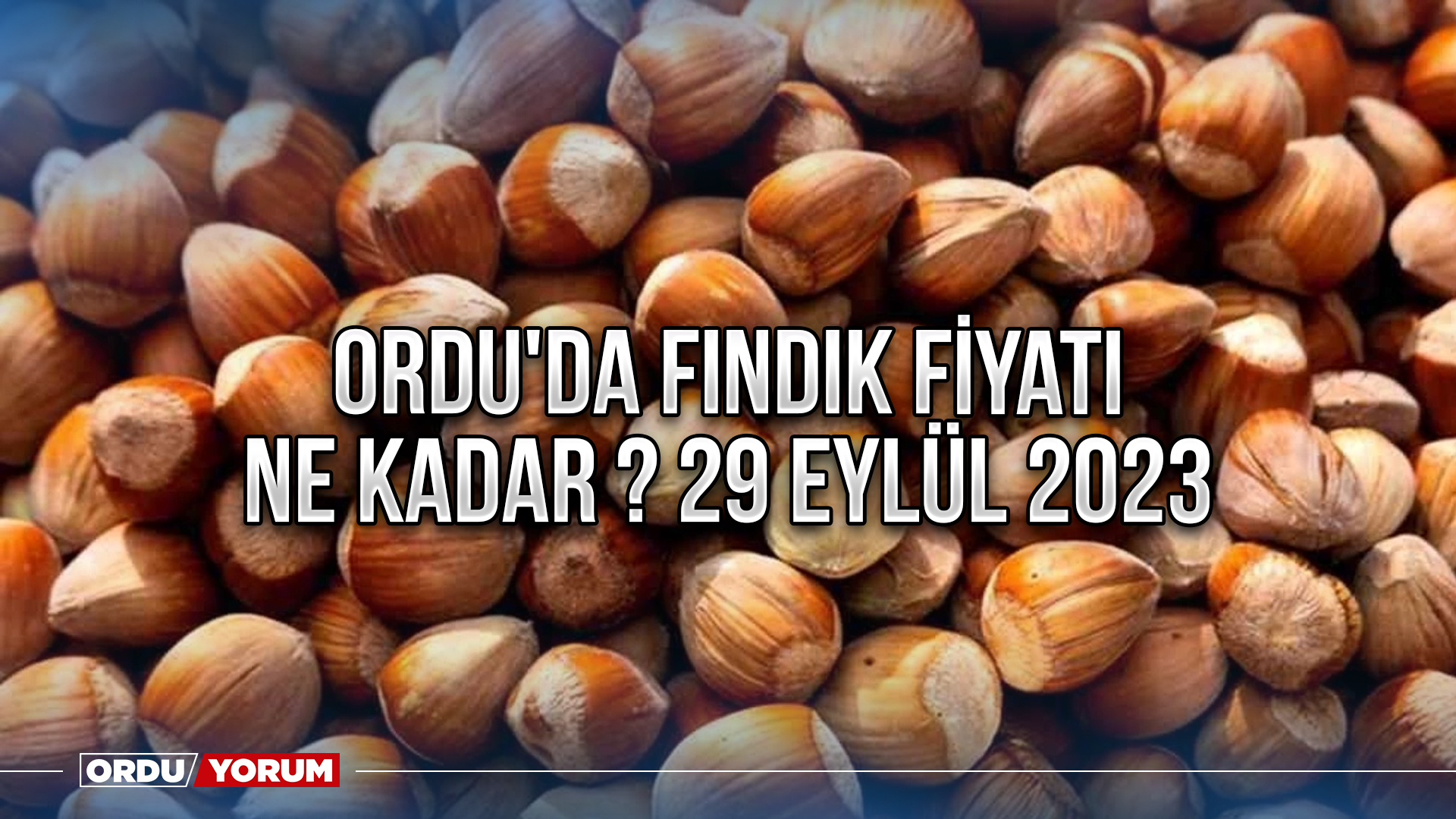 Ordu'da fındık fiyatı ne kadar ? 29 Eylül 2023 - Ordu Yorum