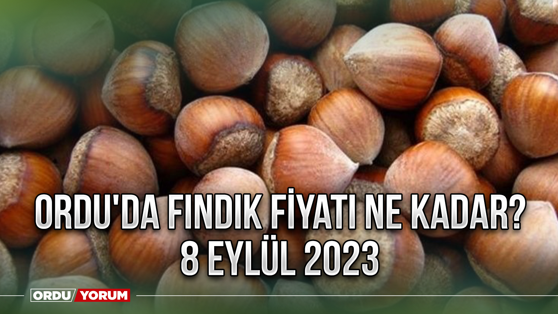 Ordu'da Fındık fiyatı ne Kadar? 8 Eylül 2023 - Ordu Yorum