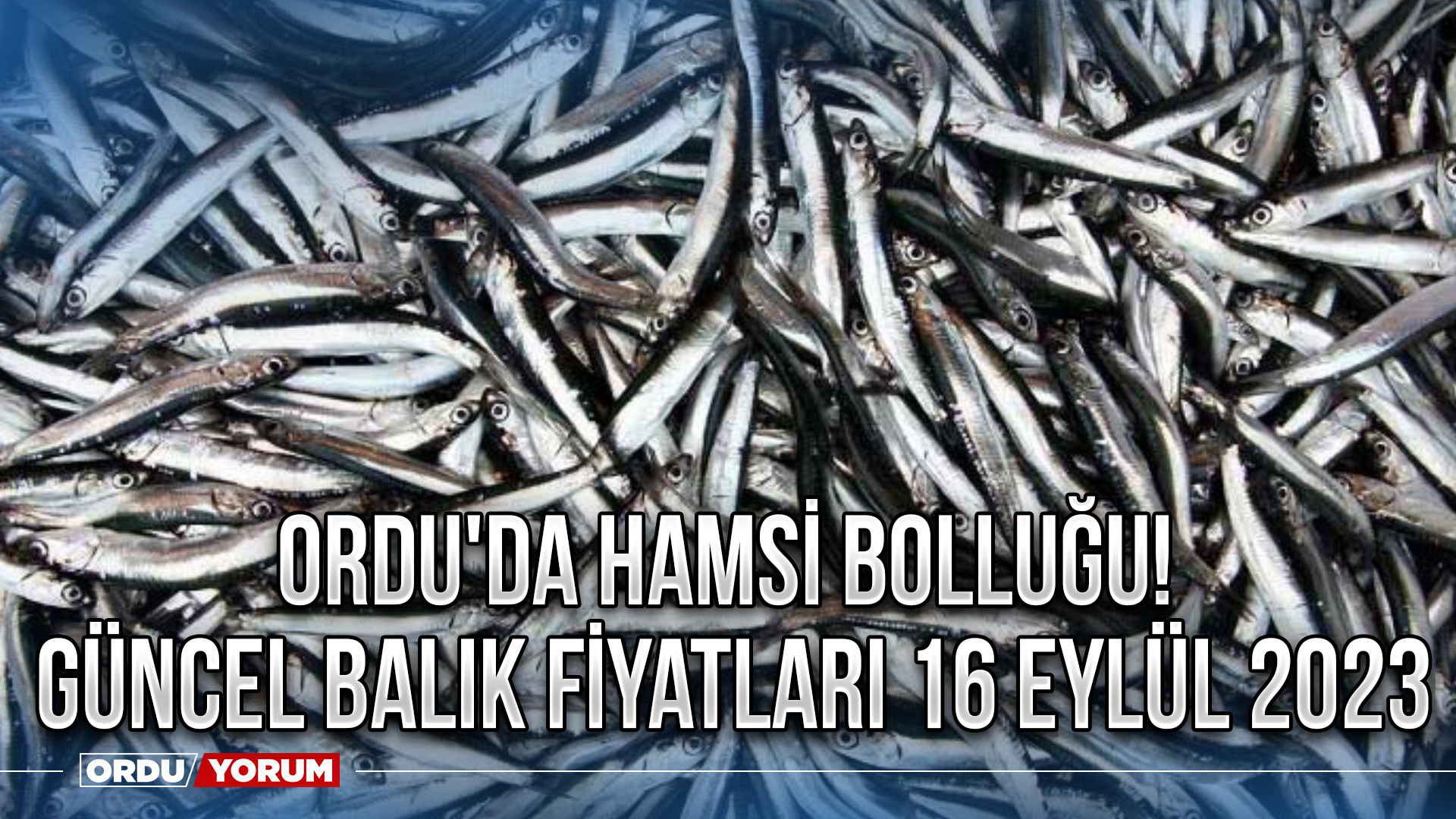 Ordu'da hamsi bolluğu! Güncel balık fiyatları 16 Eylül 2023 - Ordu Yorum