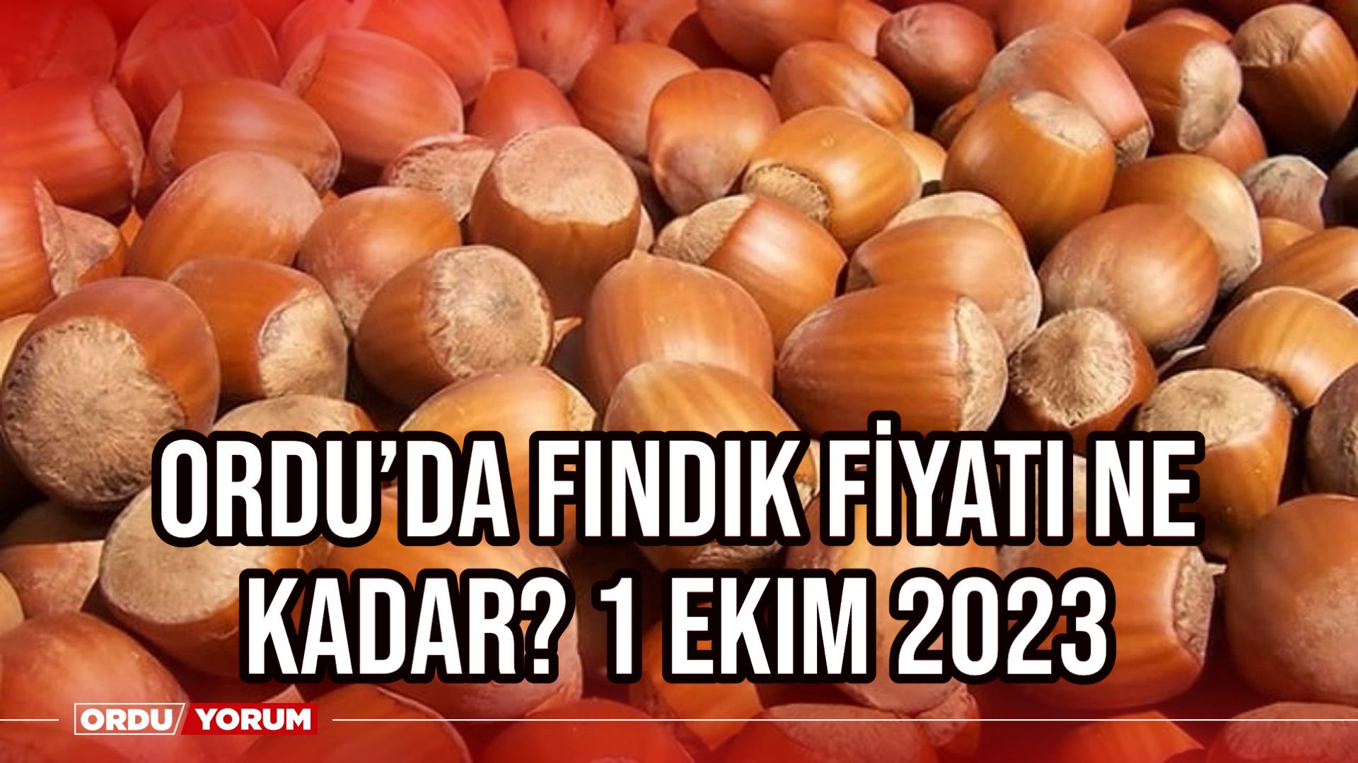Ordu'da fındık fiyatı ne kadar? 1 Ekim 2023 - Ordu Yorum