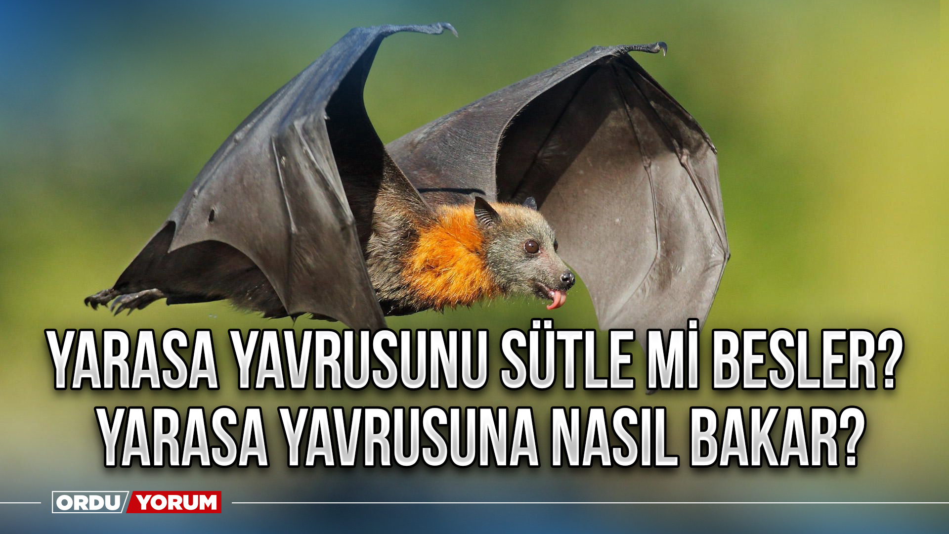 Yarasa yavrusunu sütle mi besler? Yarasa yavrusuna nasıl bakar?