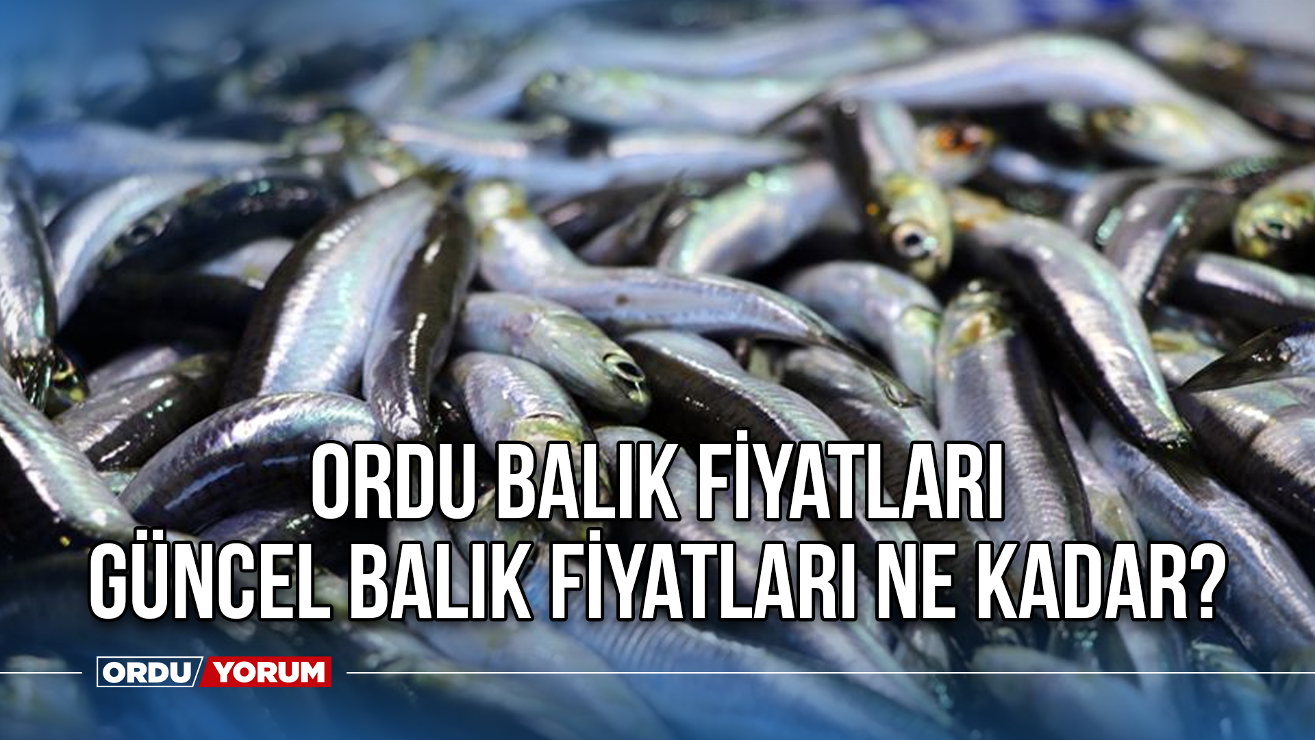 Ordu balık fiyatları - Güncel balık fiyatları ne kadar? Hamsi, palamut ...