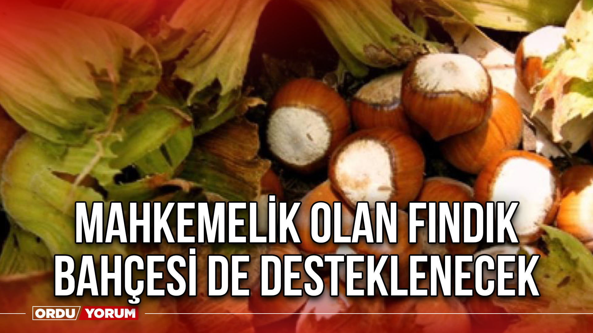 Mahkemelik Olan Fındık Bahçesi de Desteklenecek - Ordu Yorum