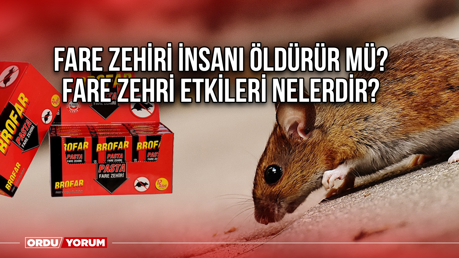 Fare Zehiri insanı öldürür mü? Fare Zehri etkileri nelerdir?