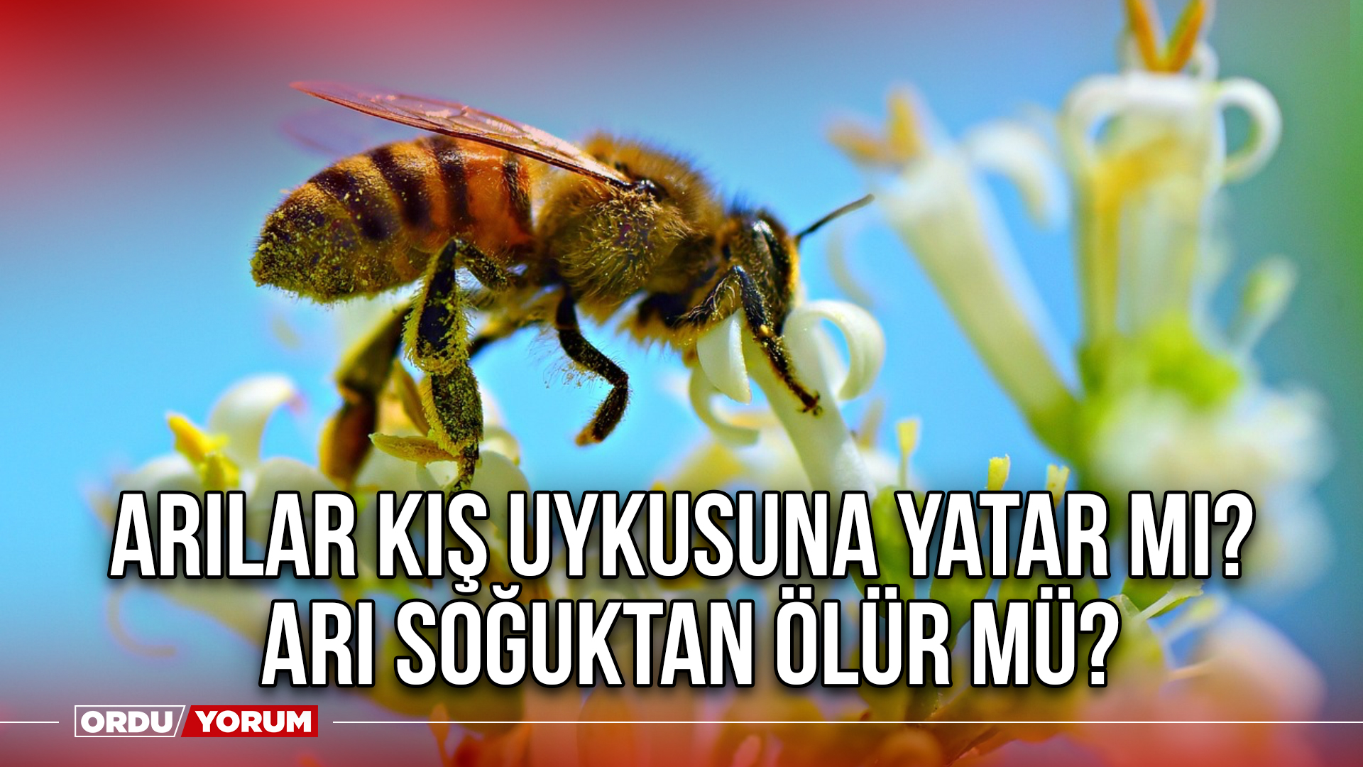 Arılar kış uykusuna yatar mı? Arı soğuktan ölür mü? - Ordu Yorum