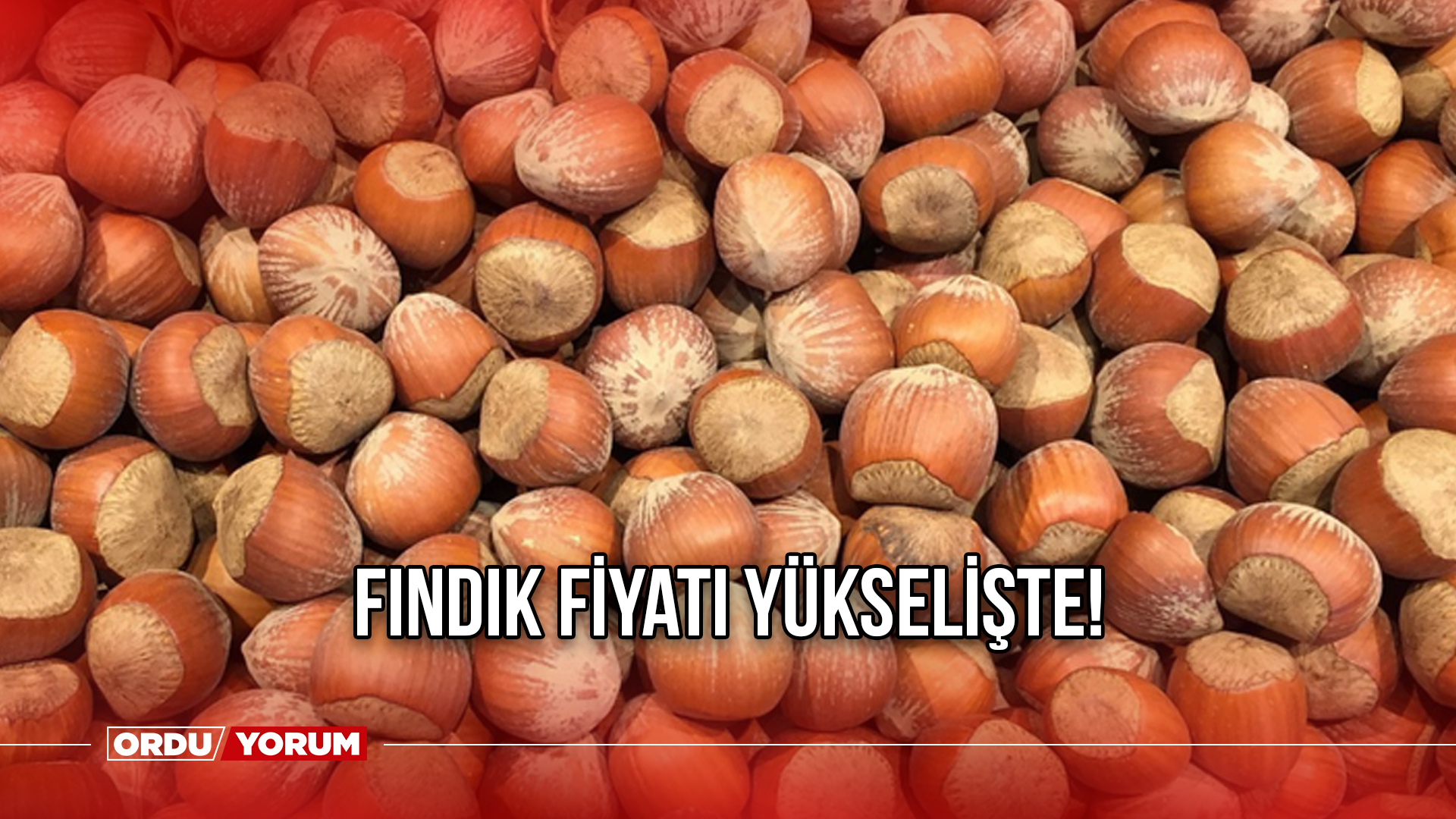 Fındık Fiyatı Yükselişte! - Ordu Yorum