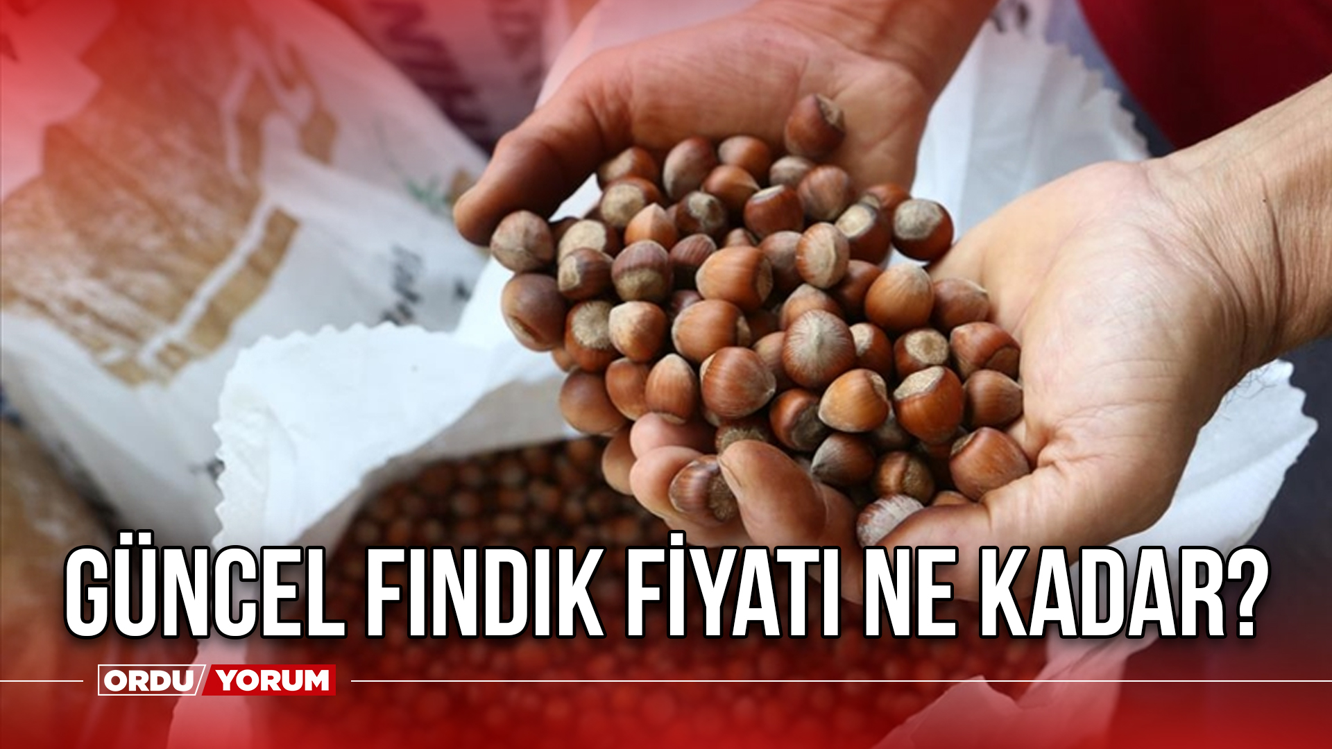 Güncel fındık fiyatı ne kadar? 10 Şubat 2024 - Ordu Yorum
