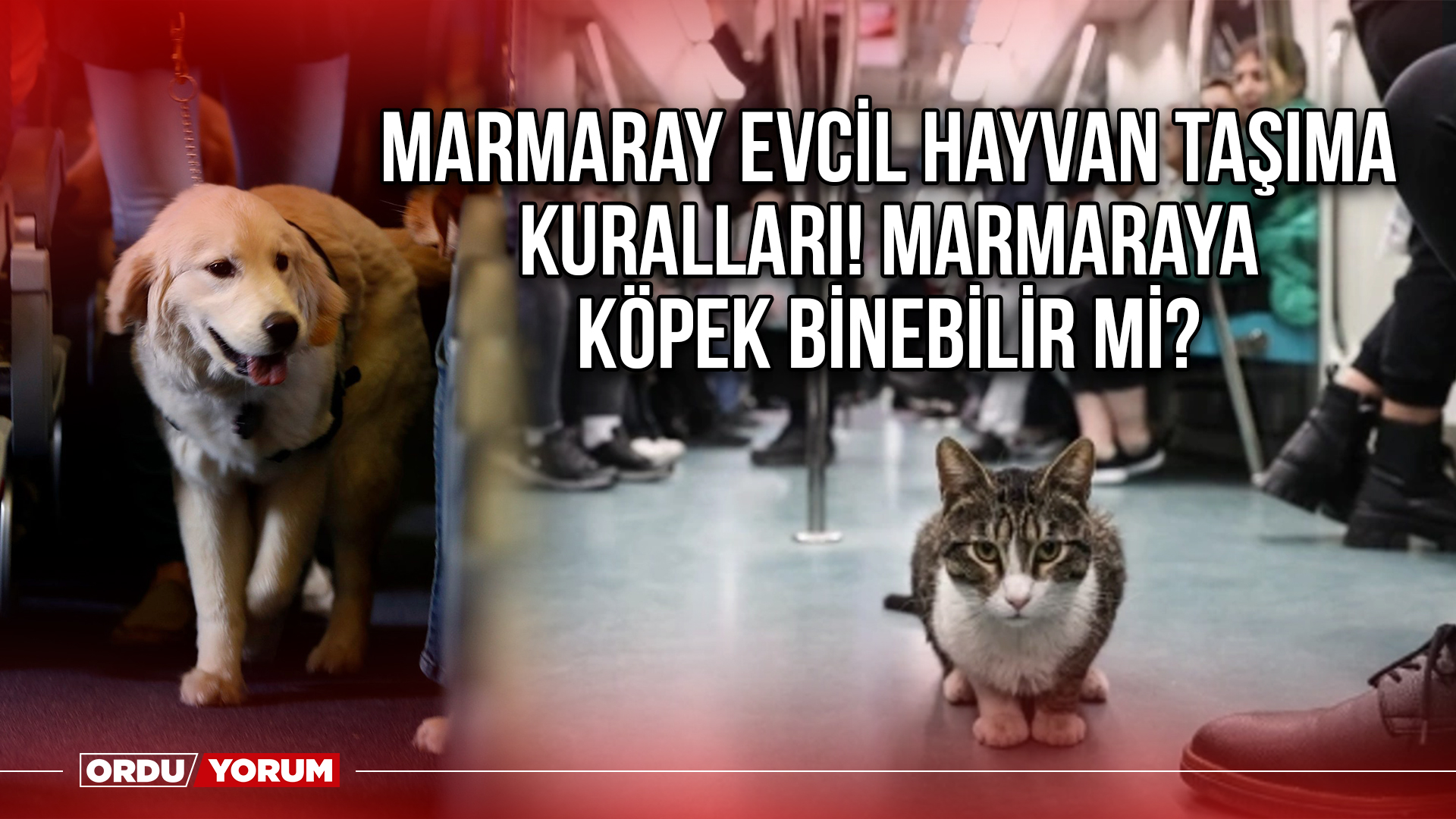 Marmaray evcil hayvan taşıma kuralları! Marmaraya köpek binebilir mi? - Ordu Yorum