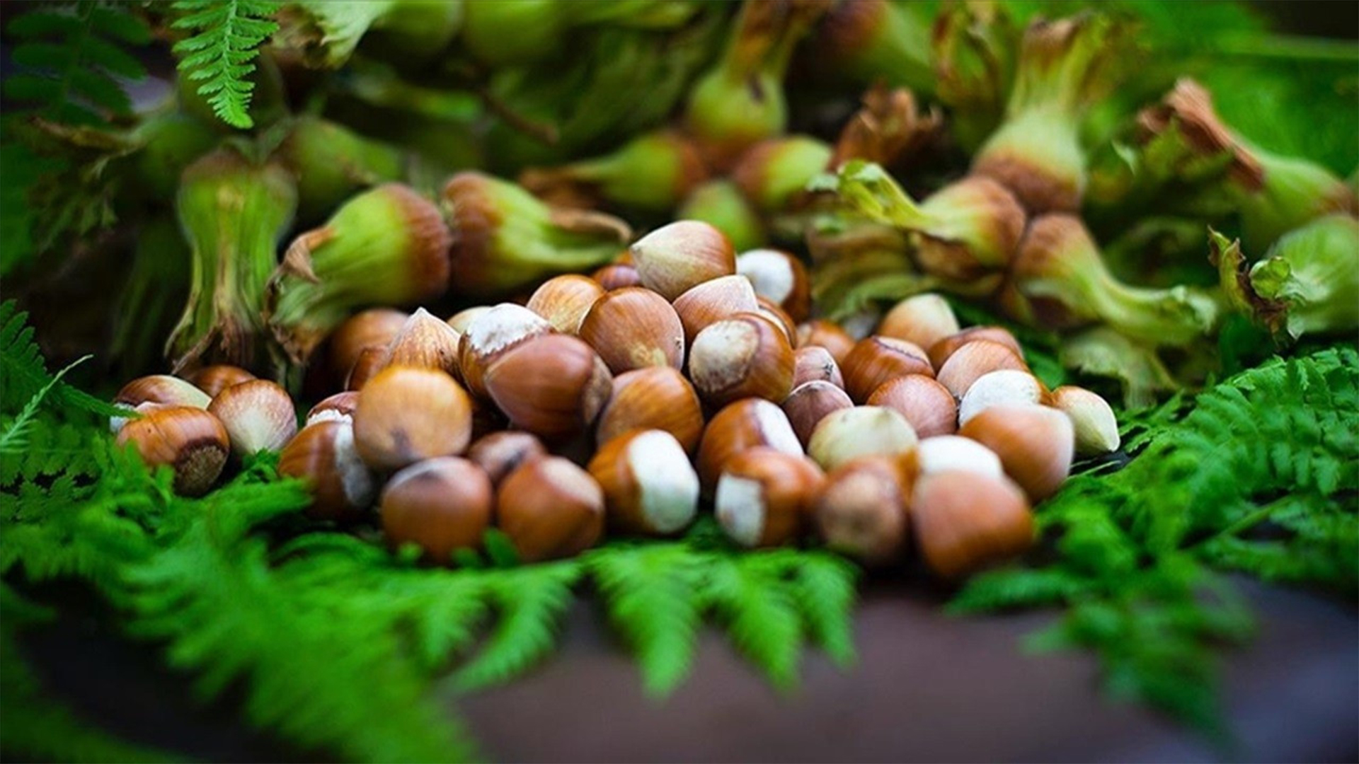Karadeniz bölgesinde yapılan tarım faaliyetleri nelerdir? - Ordu Yorum