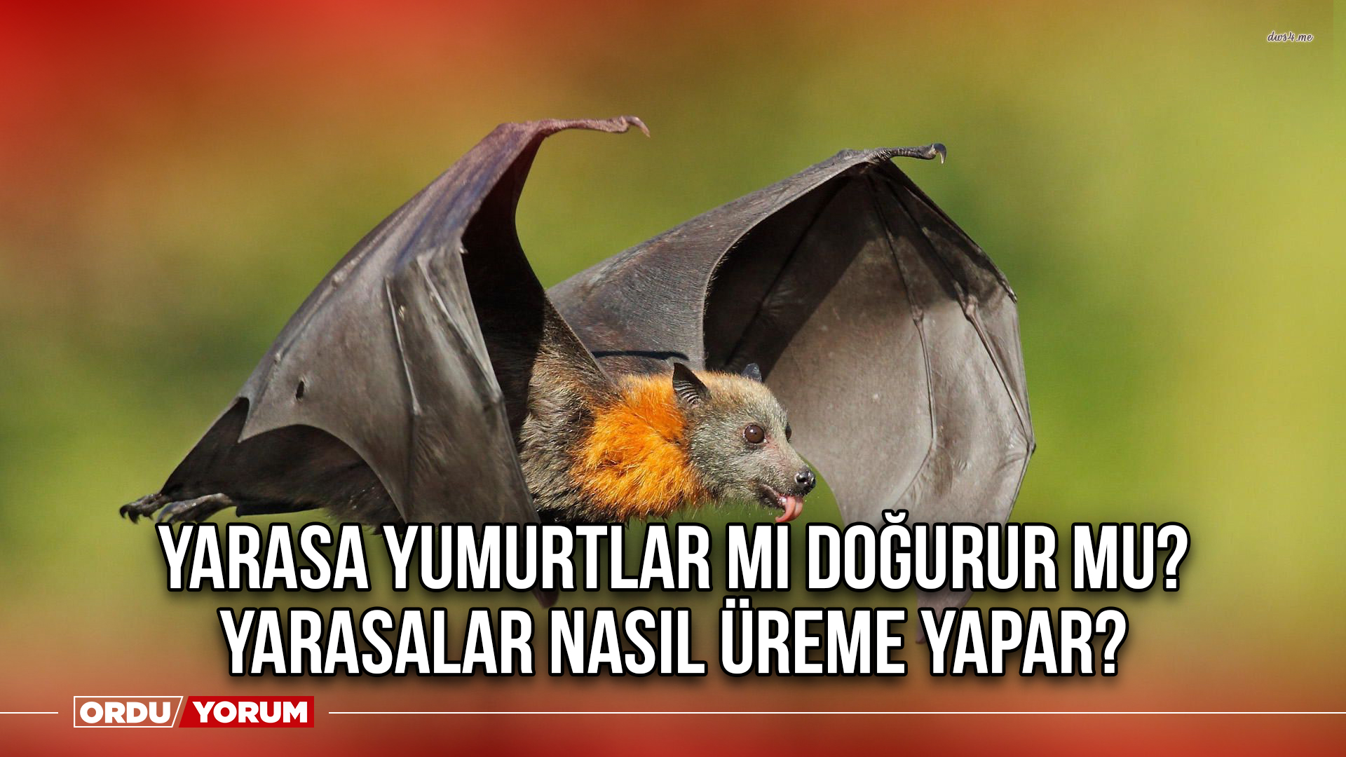 Yarasa yumurtlar mı doğurur mu? Yarasalar nasıl üreme yapar? - Ordu Yorum