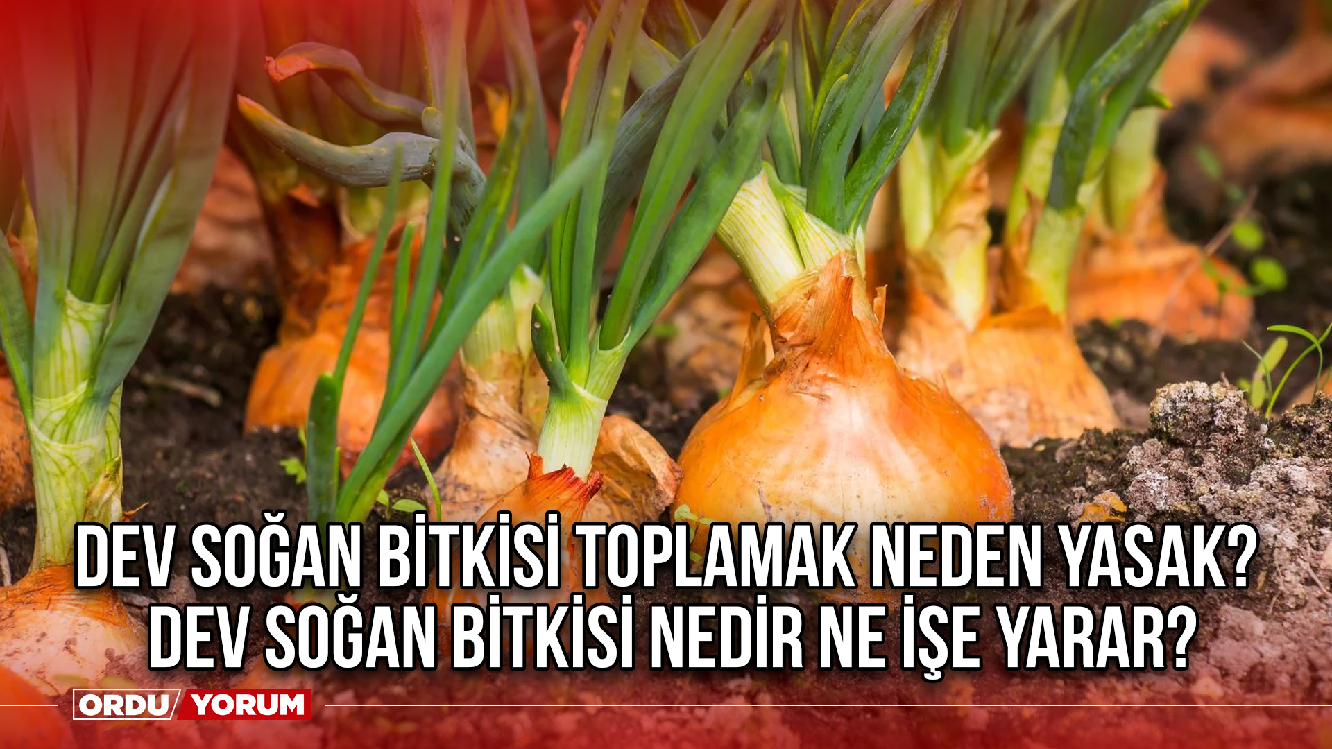 Dev Soğan Bitkisi toplamak neden yasak? Dev Soğan Bitkisi nedir ne işe yarar? - Ordu Yorum
