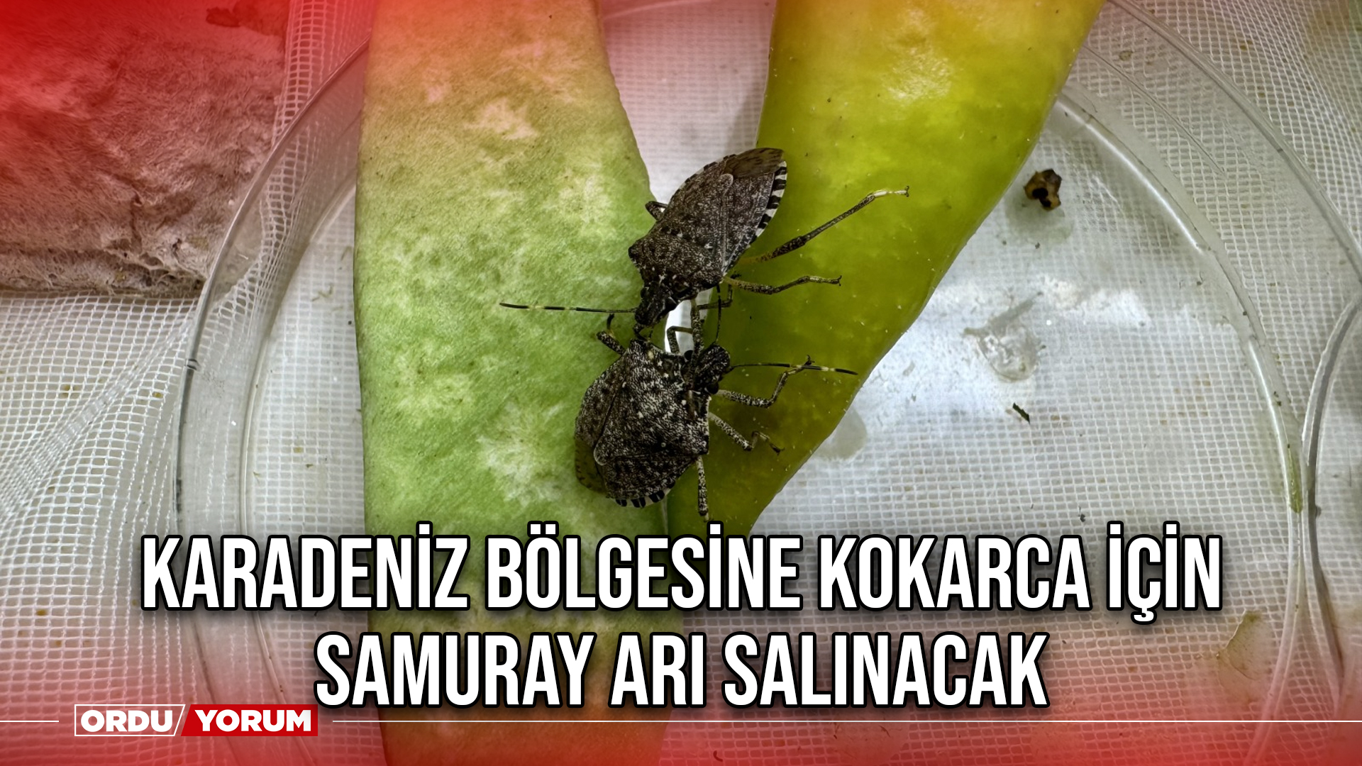 Karadeniz Bölgesine Kokarca İçin Samuray Arı Salınacak