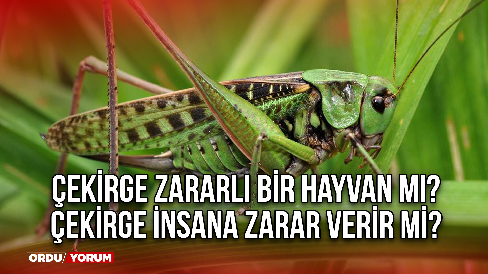 Çekirge zararlı bir hayvan mı? Çekirge insana zarar verir mi? - Ordu Yorum