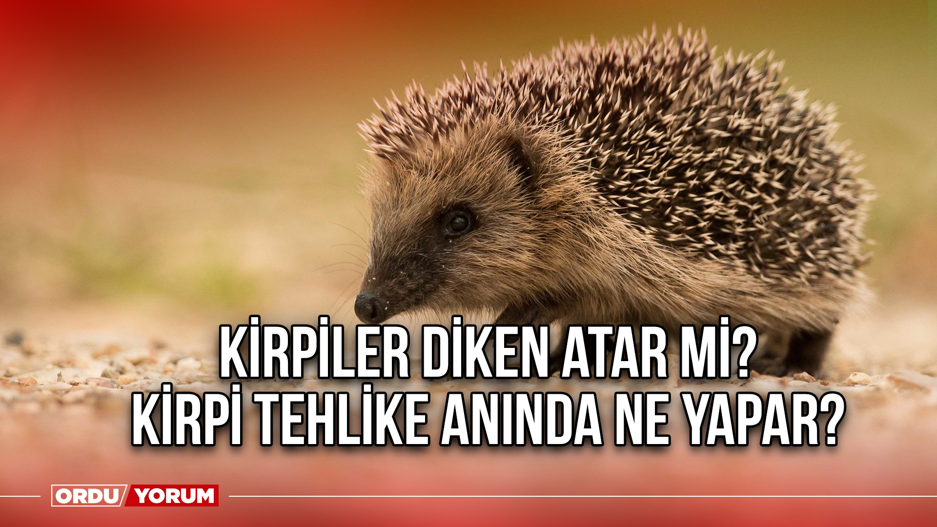 Kirpiler diken atar mı? Kirpi tehlike anında ne yapar?