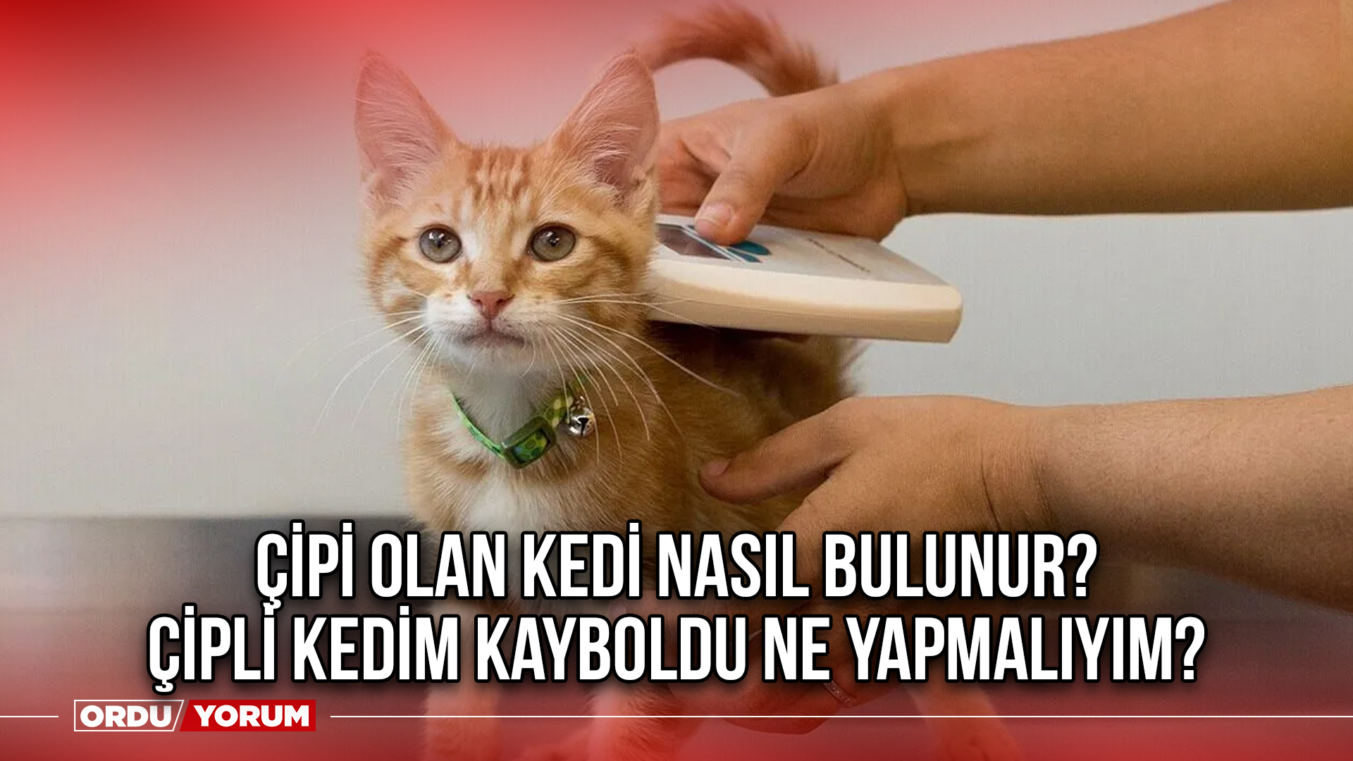 Çipi olan kedi nasıl bulunur? Çipli kedim kayboldu ne yapmalıyım?