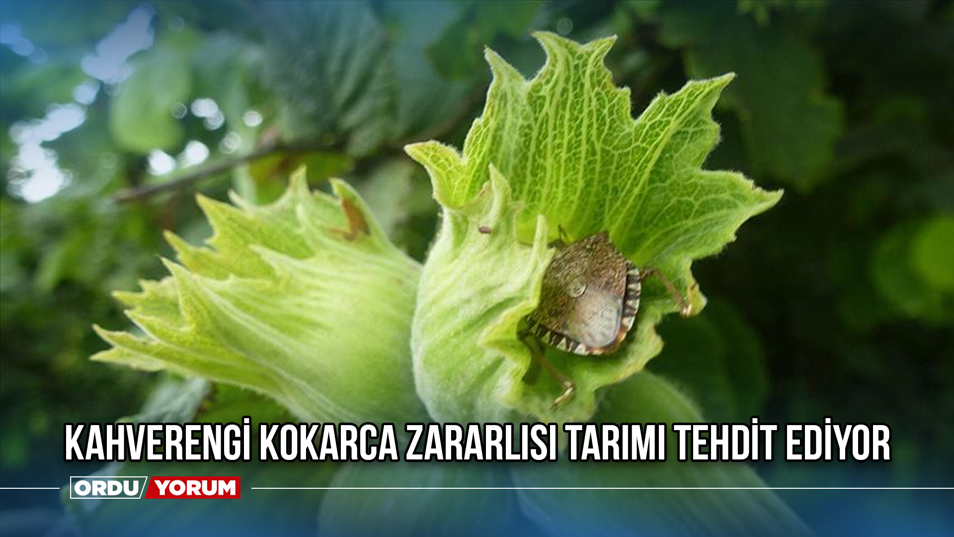 Kahverengi Kokarca Zararlısı Tarımı Tehdit Ediyor