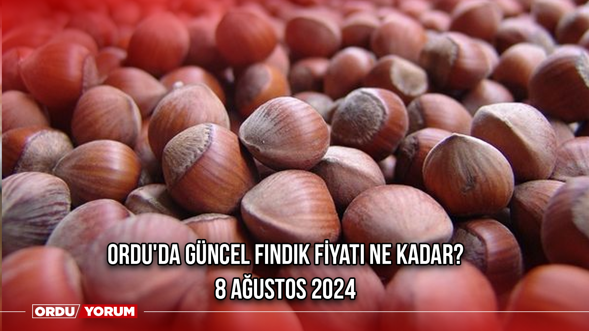 Ordu'da fındık fiyatı ne kadar? 8 Ağustos 2024 - Ordu Yorum