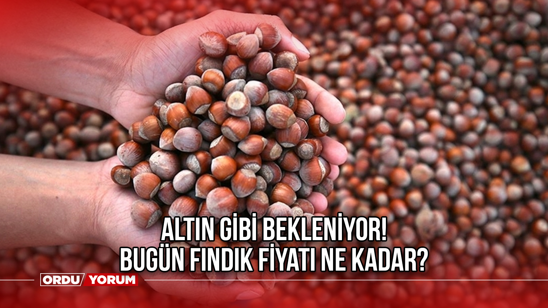Altın Gibi Bekleniyor! Güncel fındık fiyatları? Bugün fındık fiyatı ne ...