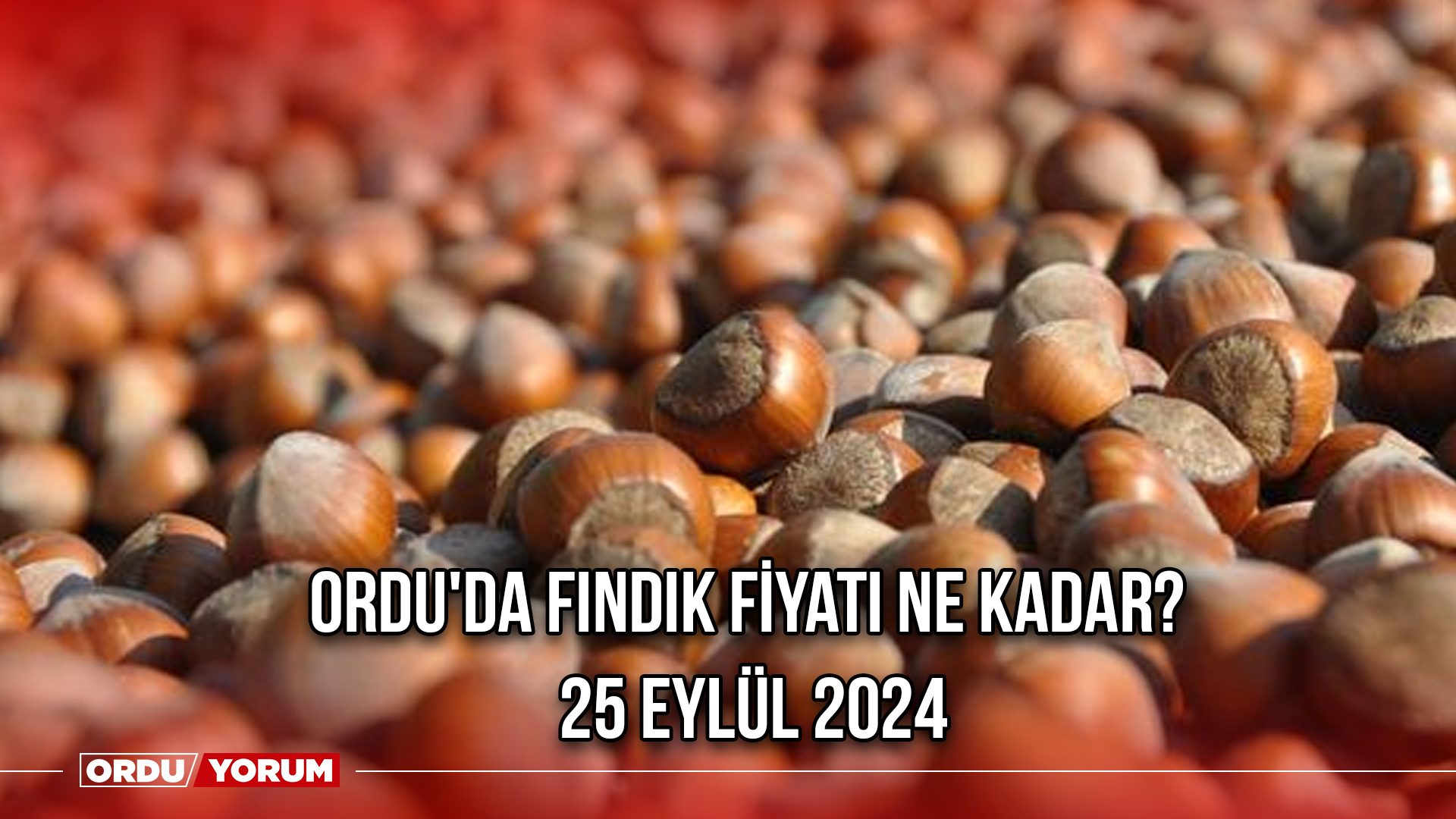 Ordu'da fındık fiyatı ne kadar? 25 Eylül 2024 - Ordu Yorum