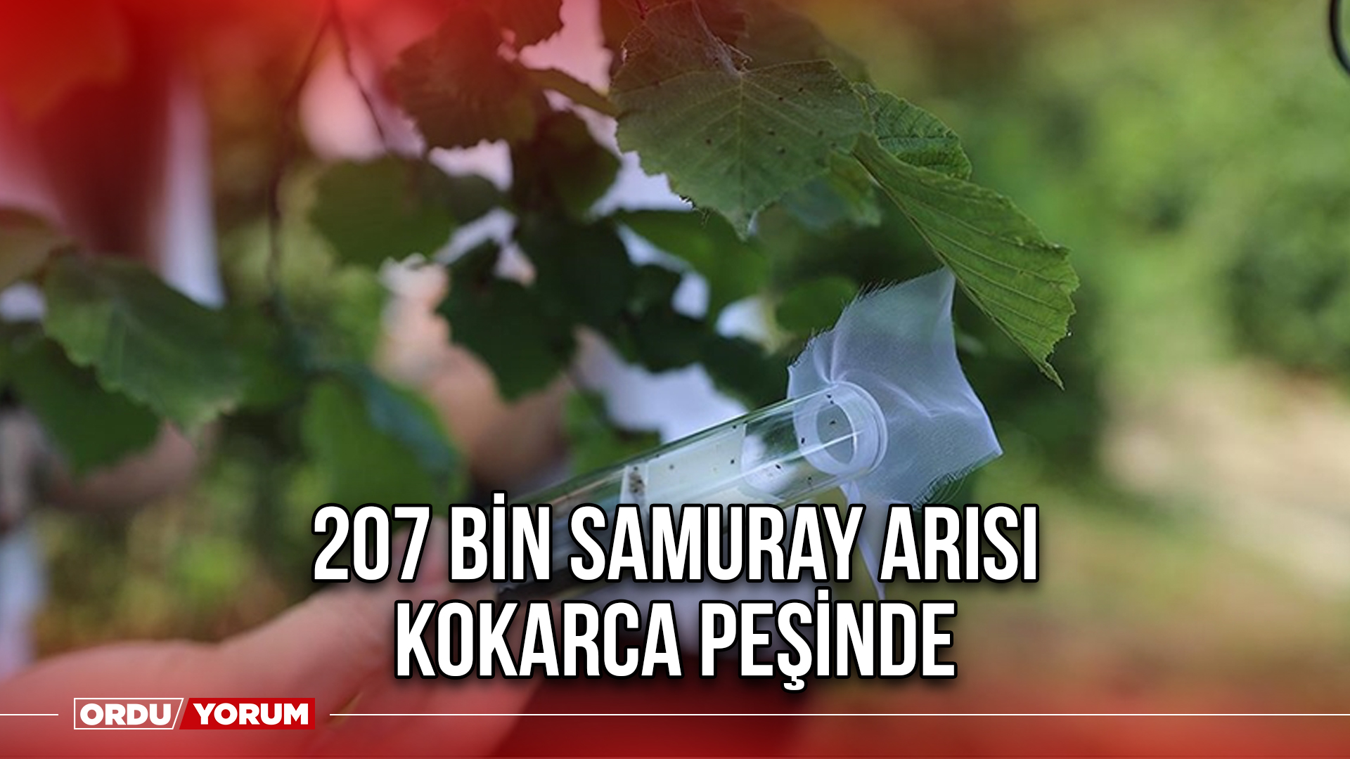 207 Bin Samuray Arısı Kokarca Peşinde - Ordu Yorum