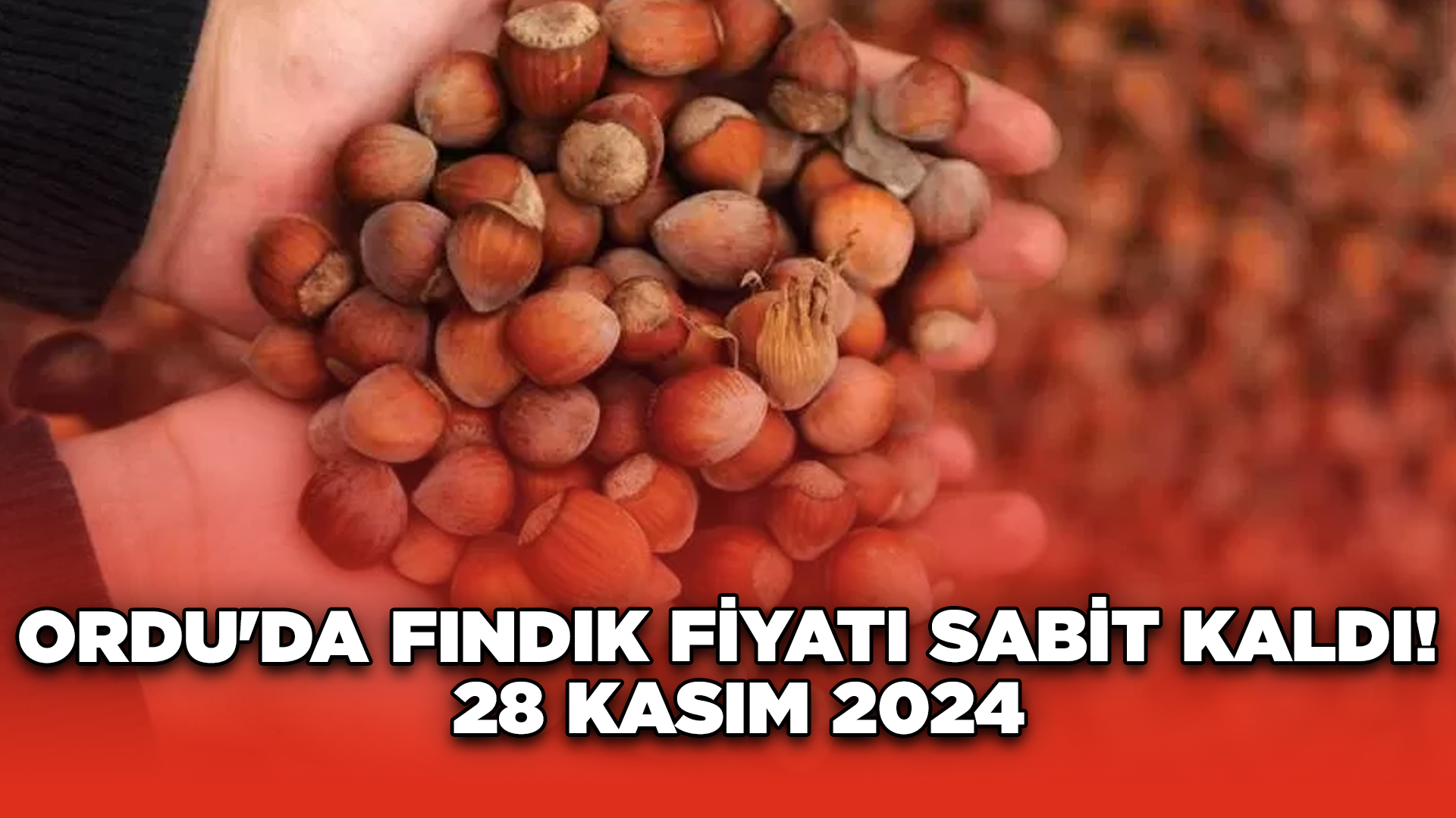 Ordu'da fındık fiyatı sabit kaldı! 28 Kasım 2024 - Ordu Yorum