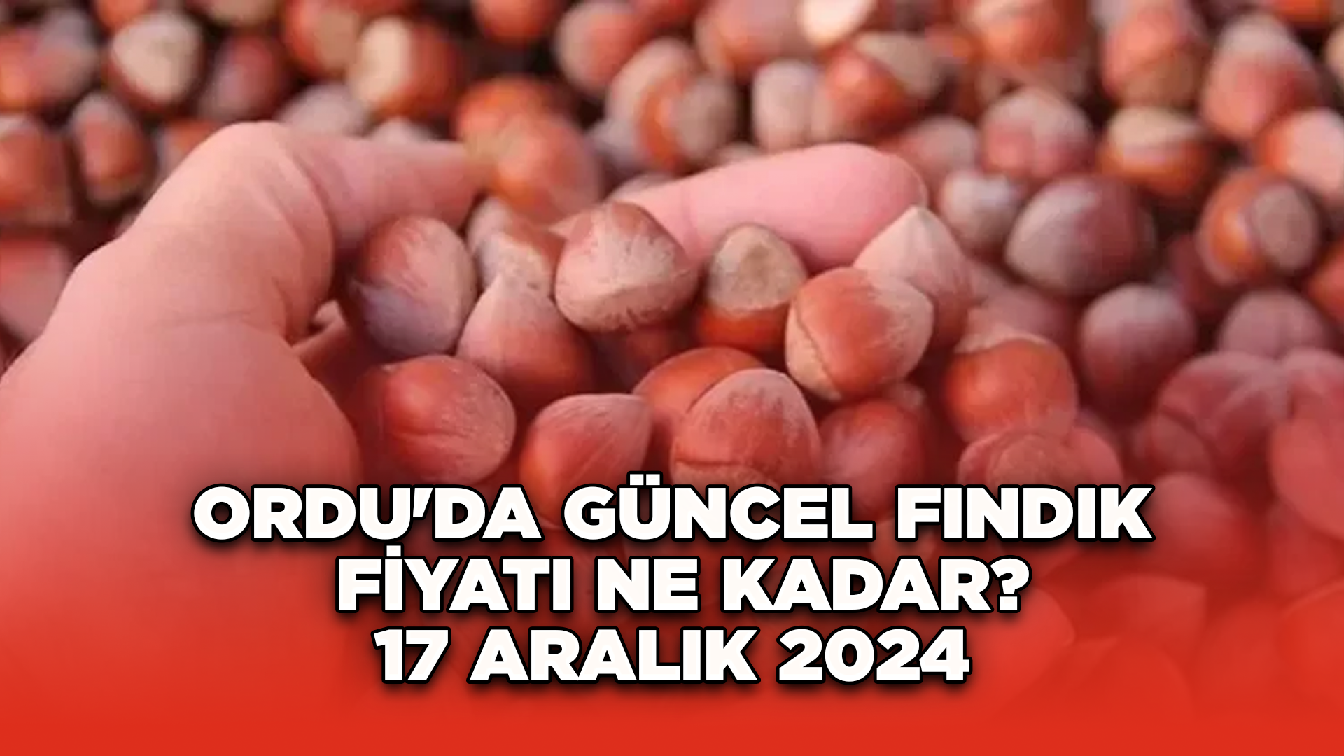 Ordu'da güncel fındık fiyatı ne kadar? 17 Aralık 2024 - Ordu Yorum