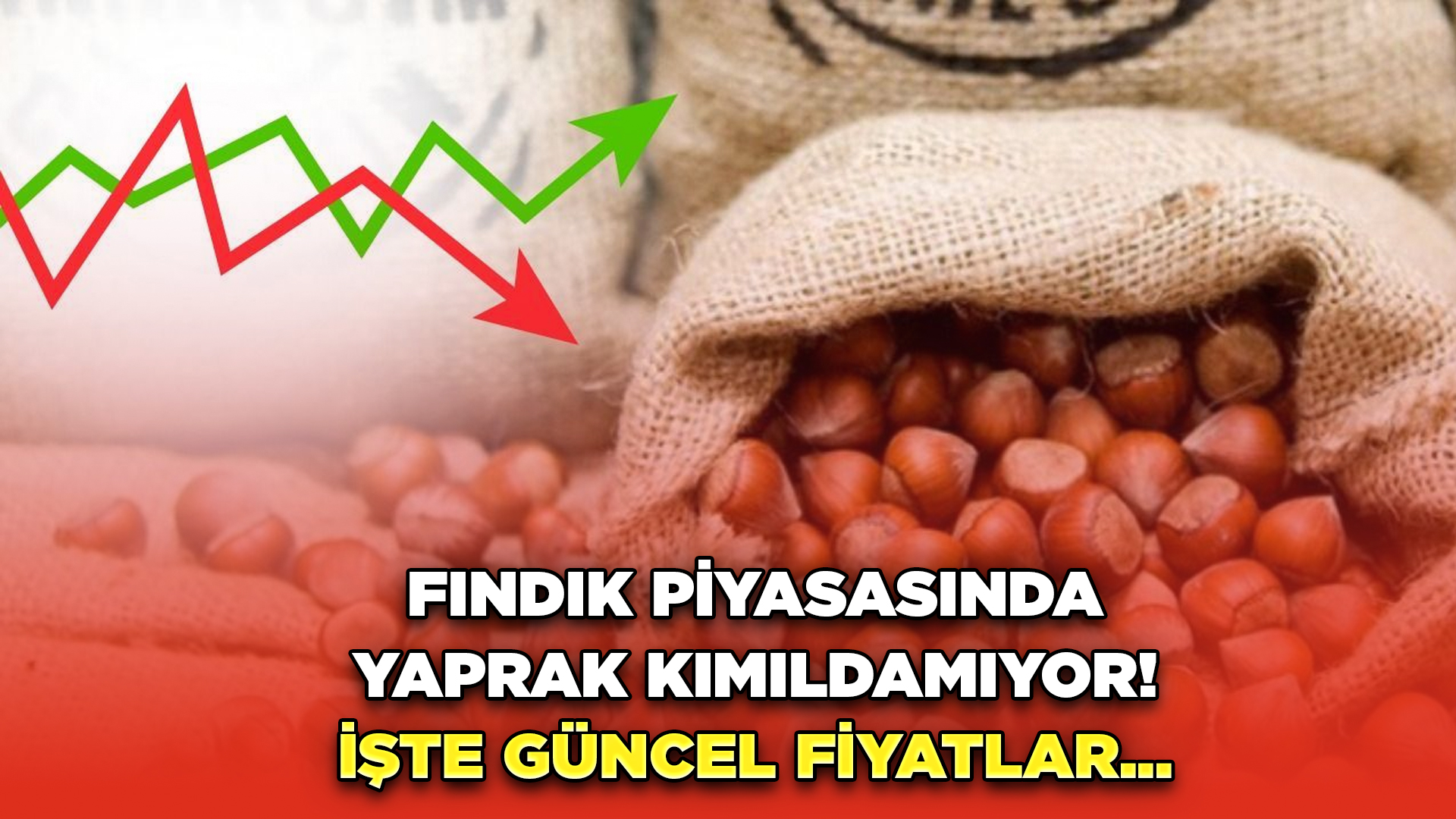 Ordu Fındık Piyasasında Yaprak Kımıldamıyor! İşte Güncel Fiyatlar ...